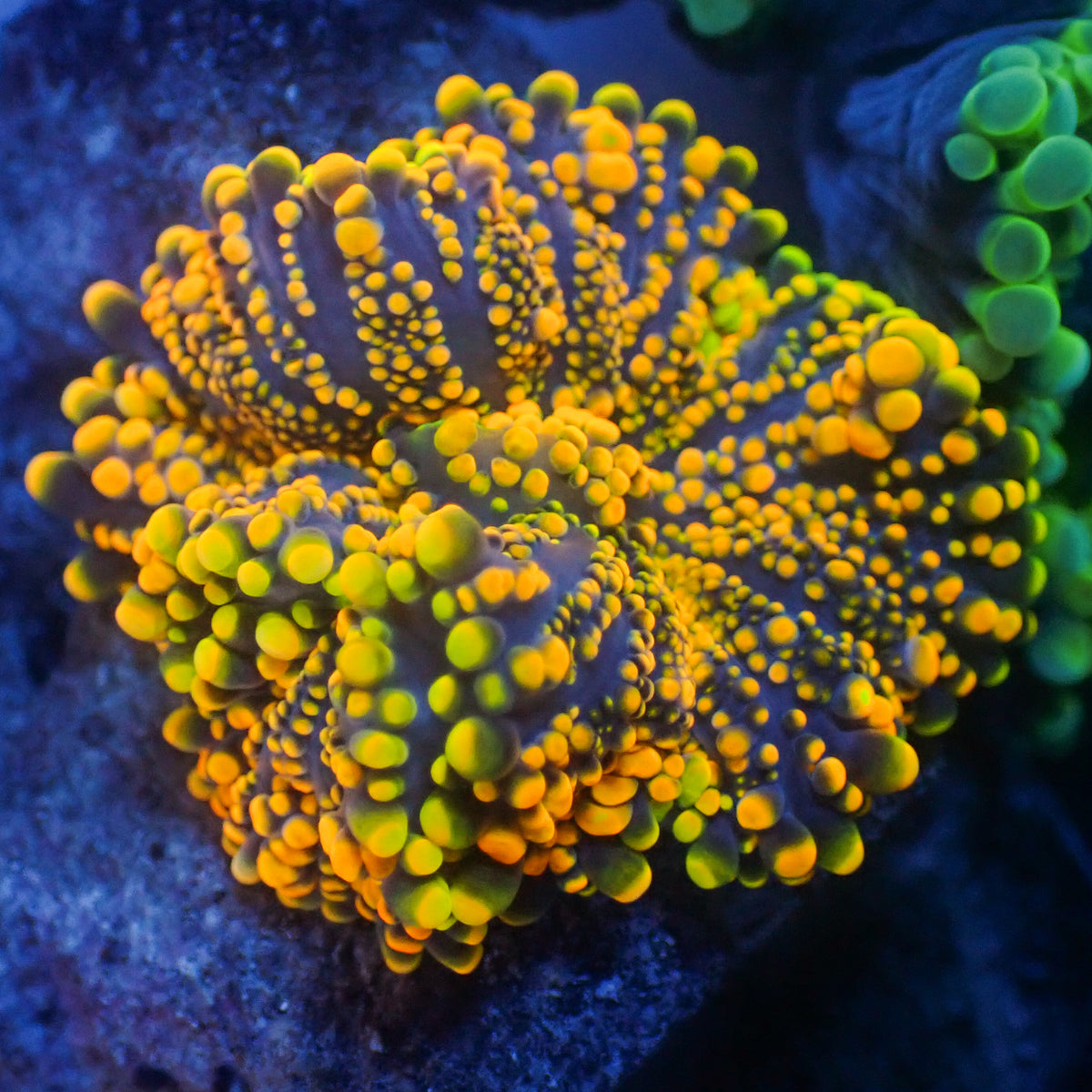 Sunset Drip Rainbow Yuma Mushroom | Corals Anonymous