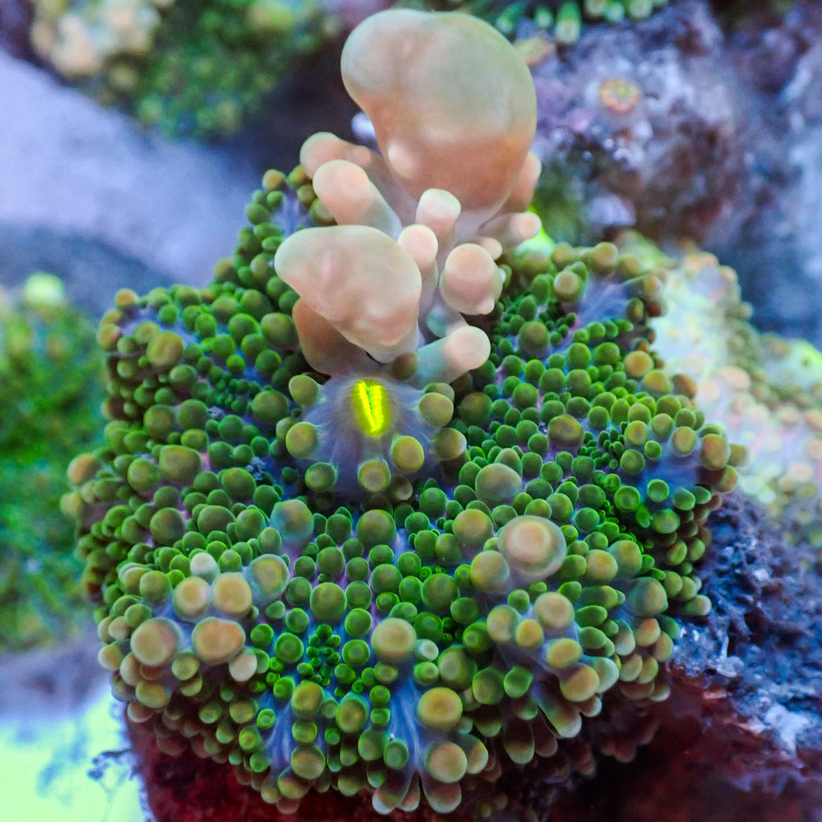 Ultra Cherry Bounce Rainbow Yuma Mushroom | Corals Anonymous