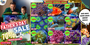 Corals Anonymous | Corals Anonymous | Best Online Reef Shop | Coral ...