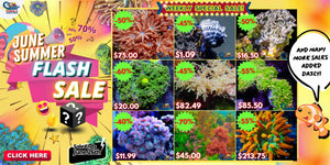 Corals Anonymous | Corals Anonymous | Best Online Reef Shop | Coral ...