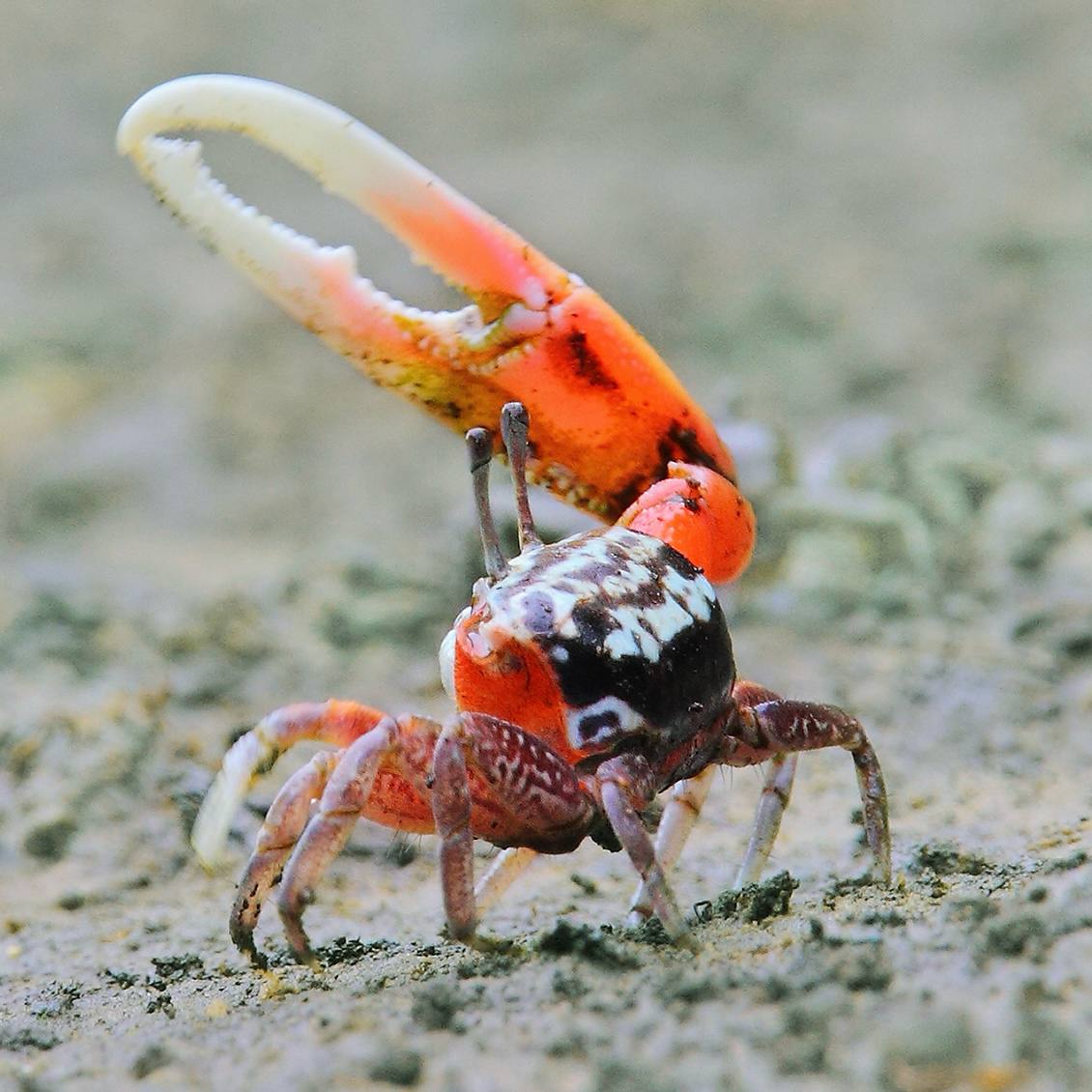 Watermelon Fiddler Crab (Saltwater Acclimated)