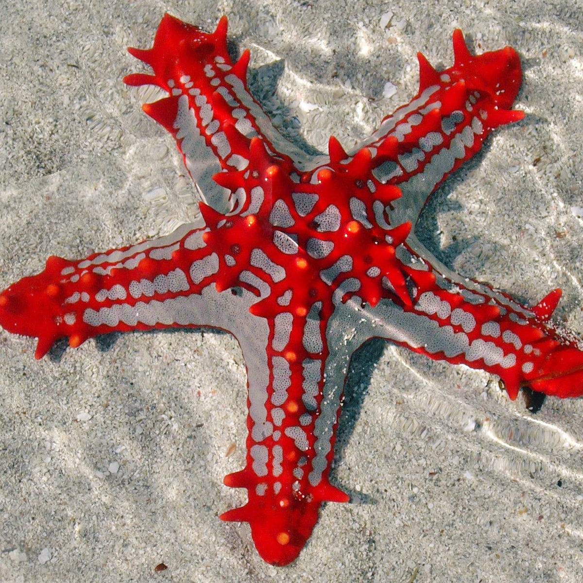 Red Chocolate Chip Starfish