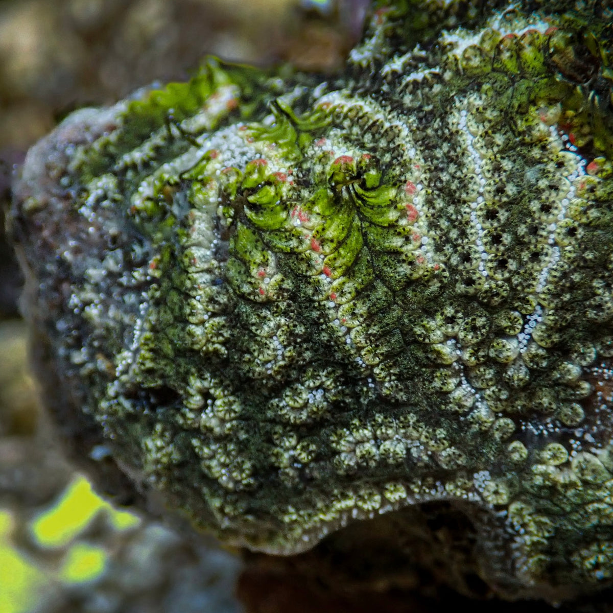 Reef Moss Sea Squirt (Self-reproducing)