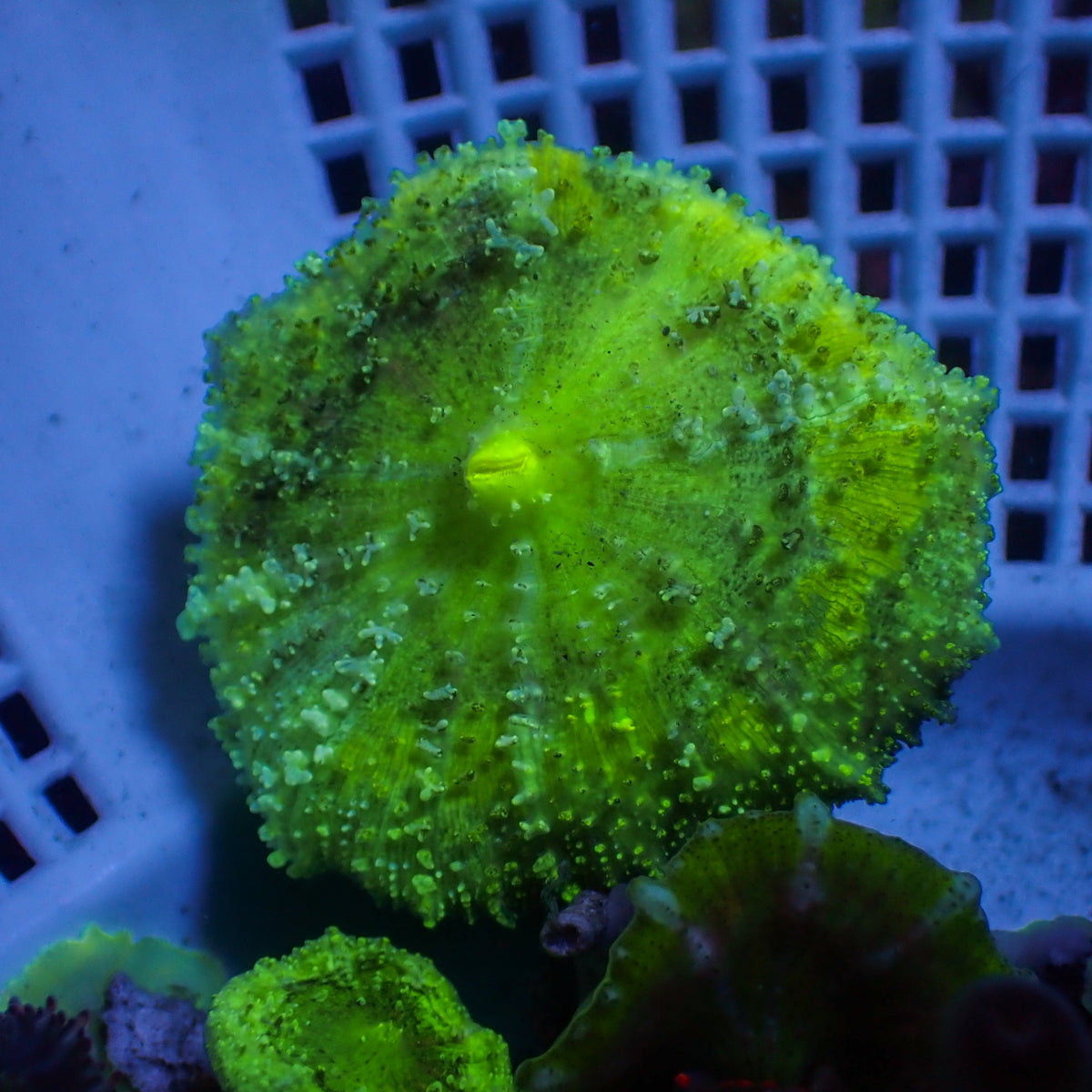 Caribbean Green Discosoma Mushroom (1-2") | Corals Anonymous
