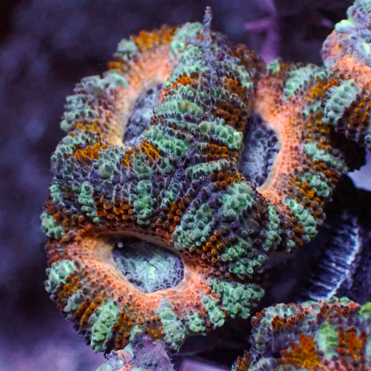 Celestial Pink Acans (2-3 Polyps) | Corals Anonymous