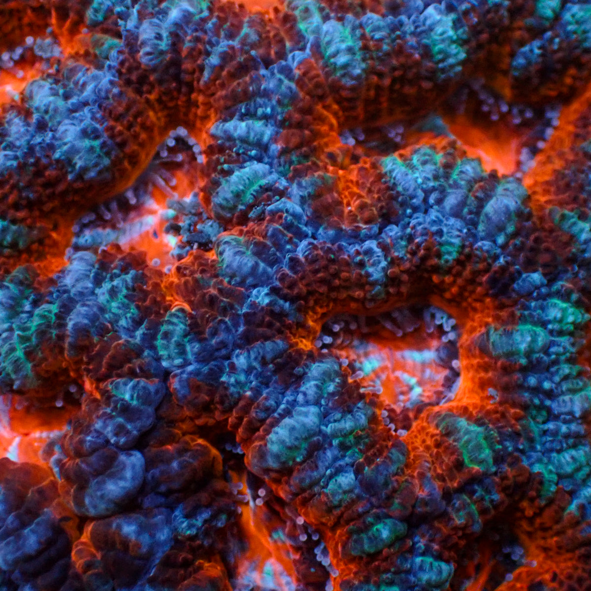 Cosmo War Acans (2-3 Polyps) | Corals Anonymous