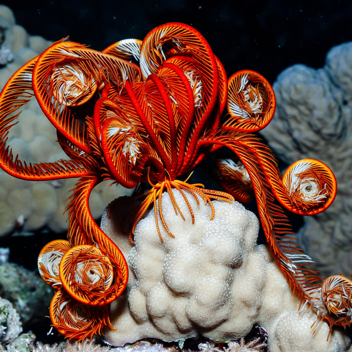 Trojan Gold Featherstar Starfish
