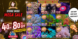 Corals Anonymous | Corals Anonymous | Best Online Reef Shop | Coral ...