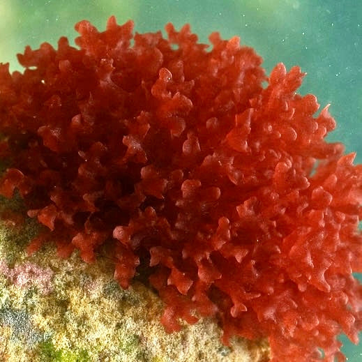 Ruby Moss Macroalgae | Corals Anonymous