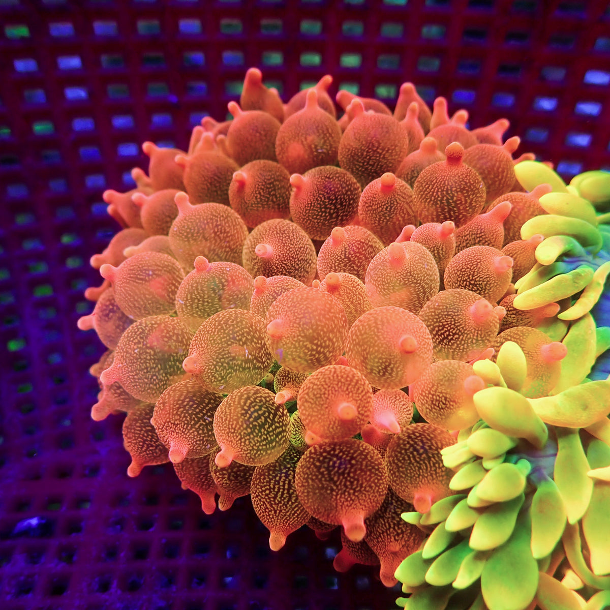 WYSIWYG Peachy Orange Bubble Tip Anemone (3-4") | Corals Anonymous