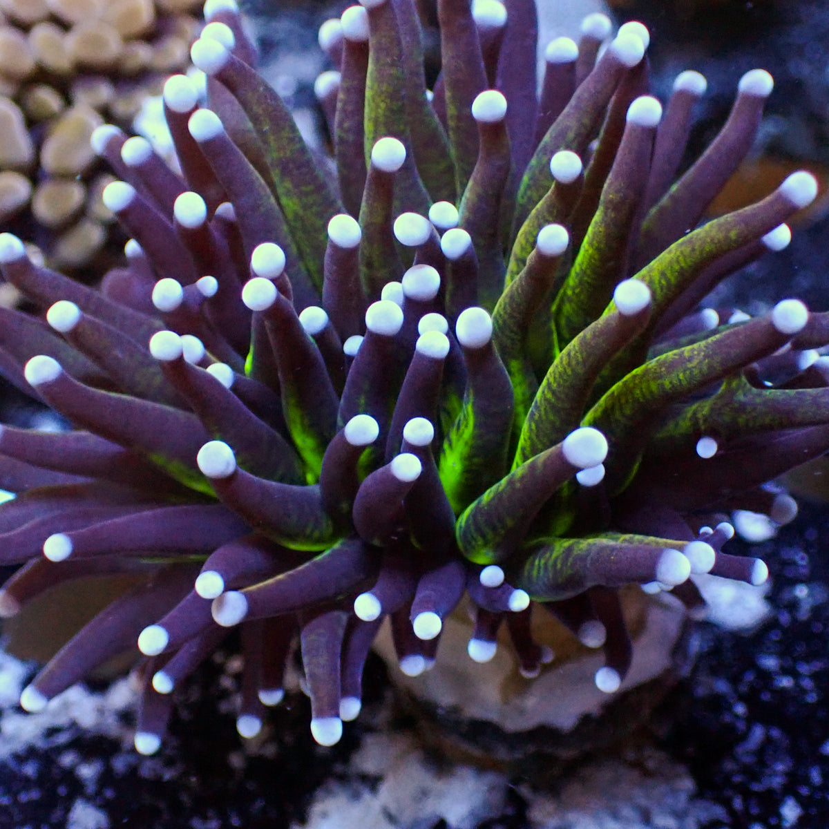 Indo Blue Tip Joker Torch | Corals Anonymous