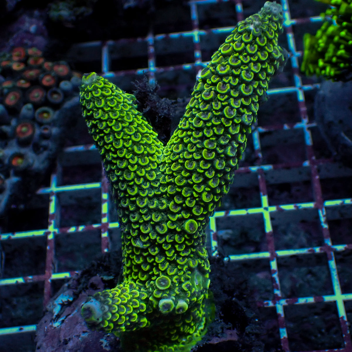 Large Fat Neon Green Acropora Colony (3-5")(Special Deal!) | Corals ...