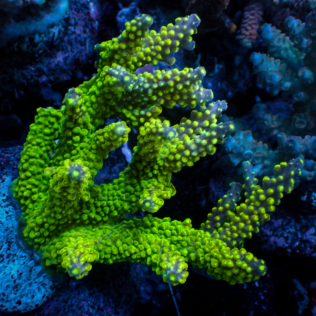 Large Green Martian Acropora Colony (3-5") (Special Deal!)