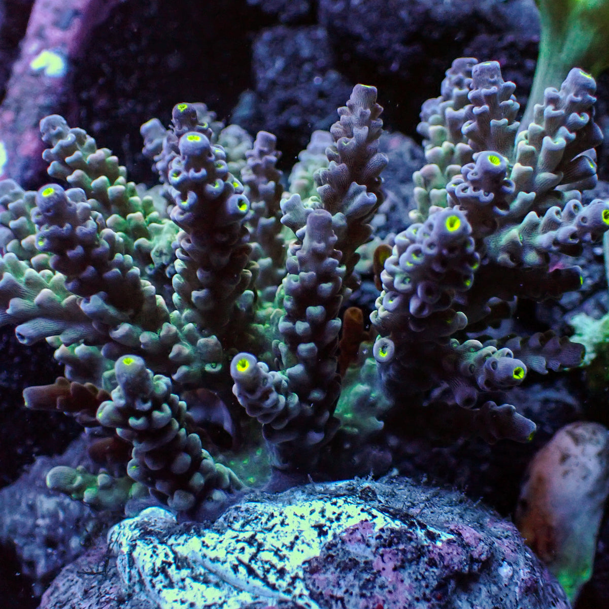 Large Mythic Bliss Acropora Colony (3-5")(Special Deal!) | Corals Anonymous