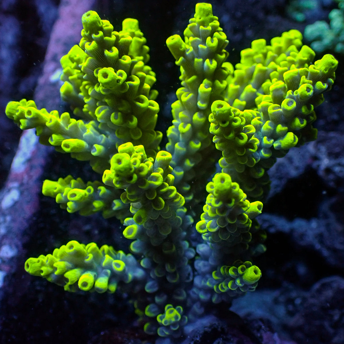 Large Pikachu Acropora Colony (3-5") (Special Deal!)