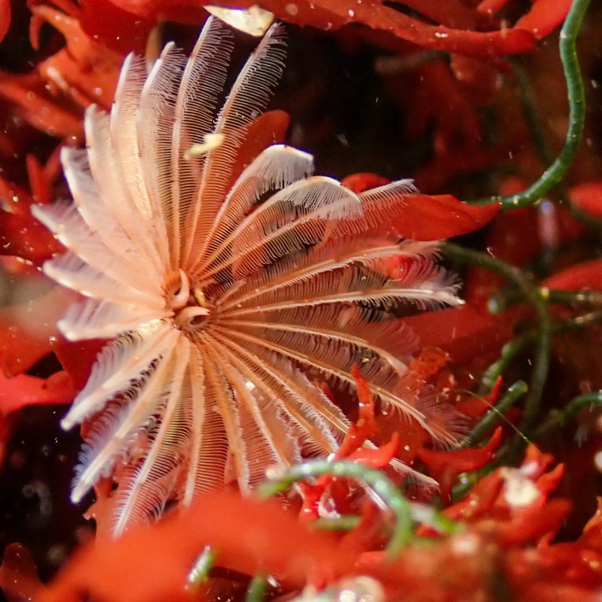 Mini Feather Duster Worm (Self-Reproducing)