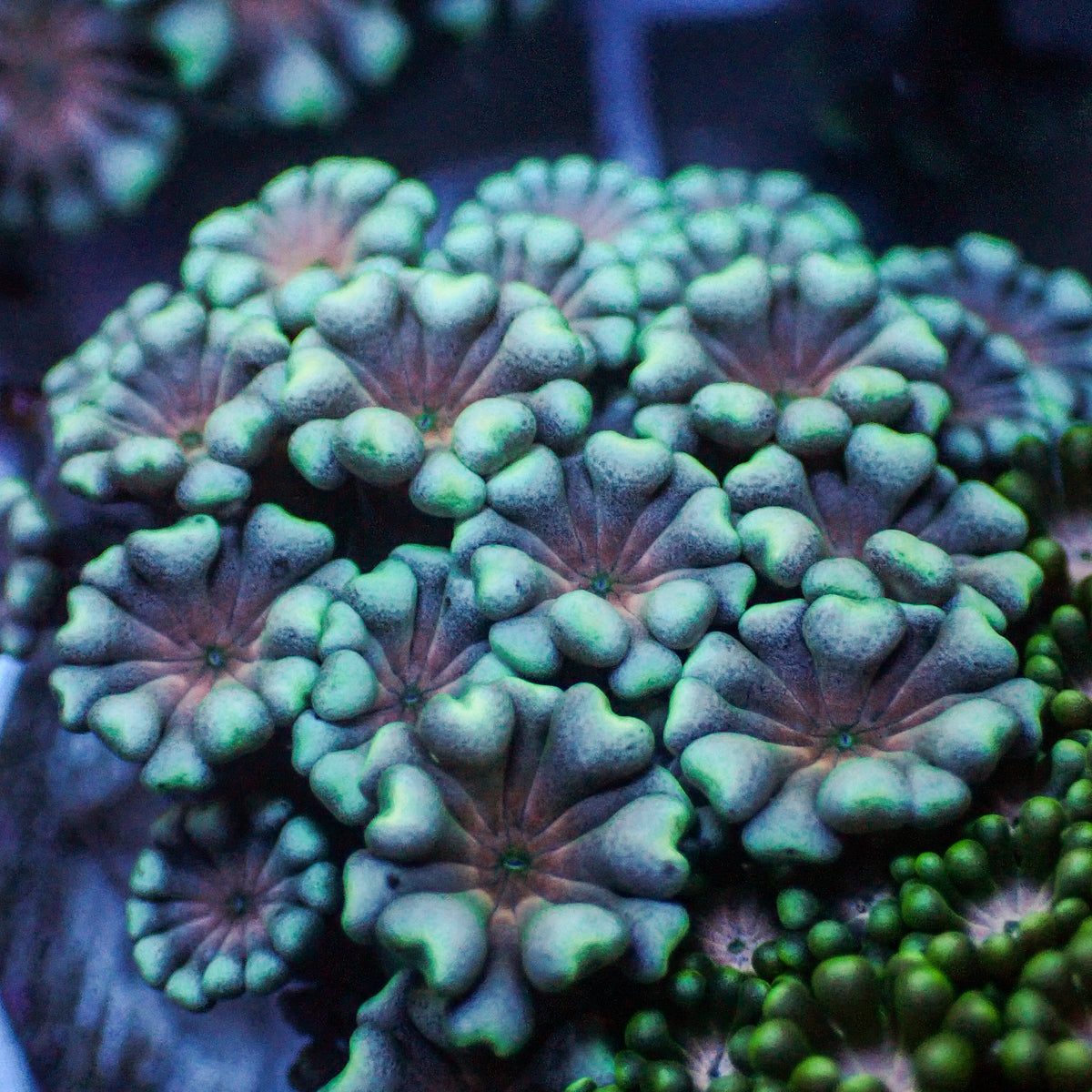Mythic Pink Eye Alveopora (0.5-1” Frag) | Corals Anonymous