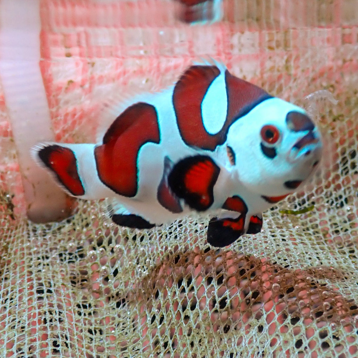 Orange Storm Clownfish (Aquacultured) | Corals Anonymous