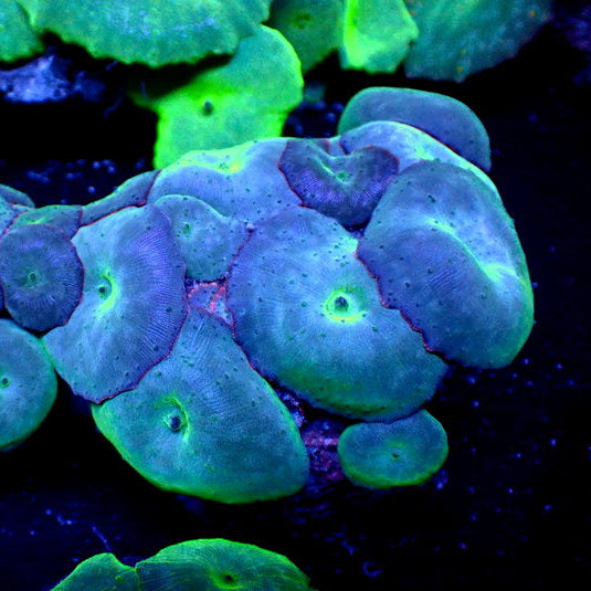 Pure Blue Discosoma Mushroom