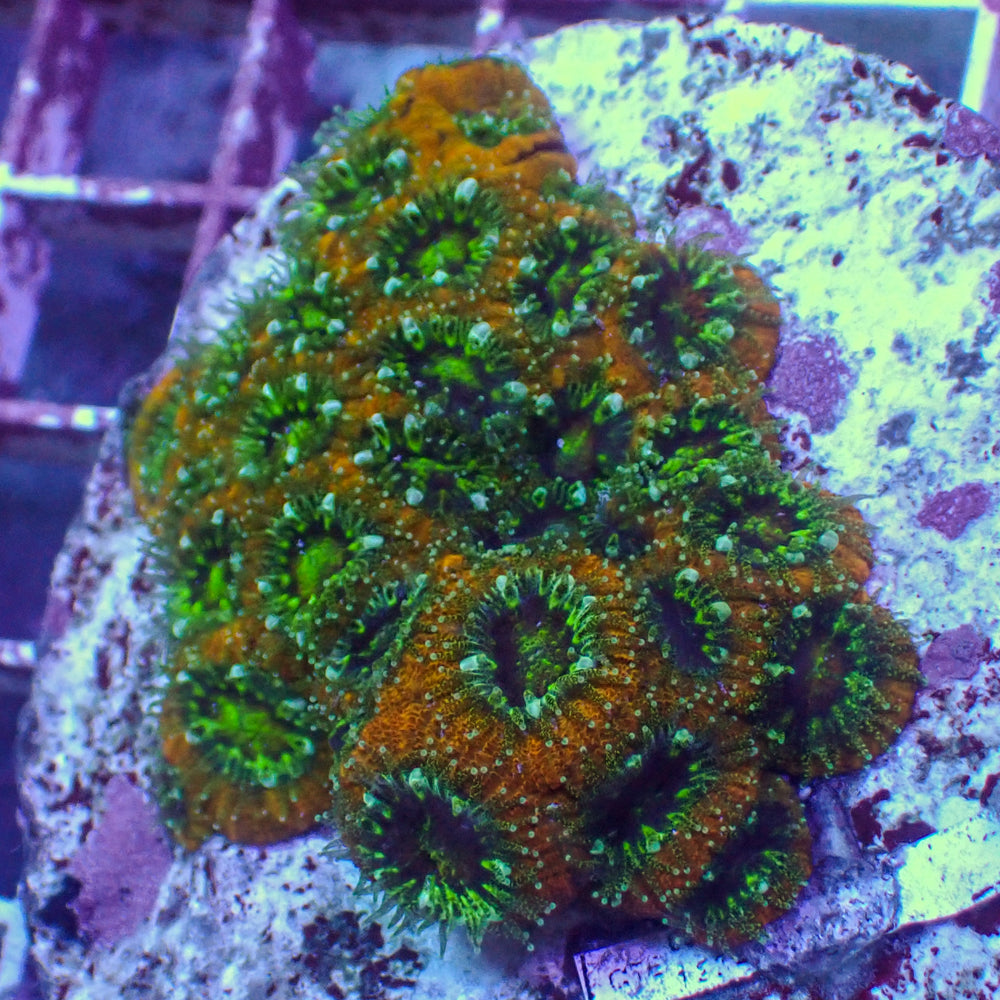 Neon Green Mouth Orange Acans (2-3 Polyps) | Corals Anonymous