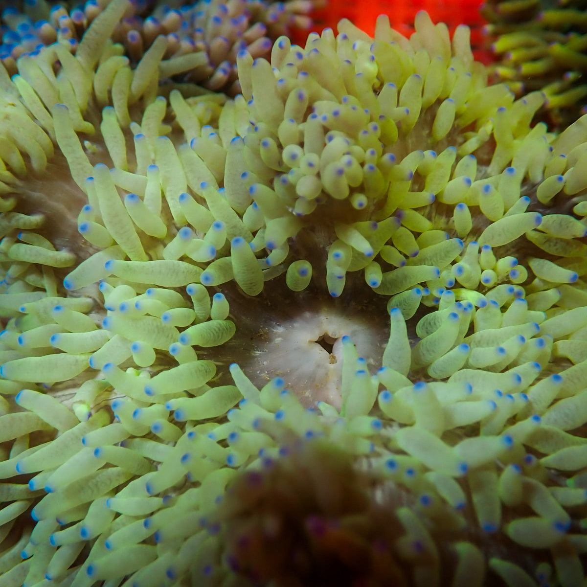 Ultra Blue Tip Green Sebae Anemone