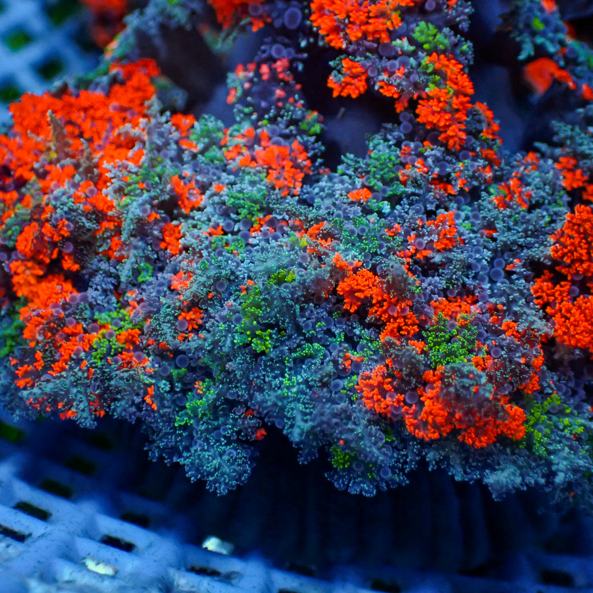 Red & Green Hell Fire Anemone | Corals Anonymous