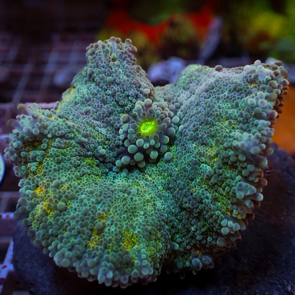 WYSIWYG XL Mythic Spark Yuma Mushroom (2-3") | Corals Anonymous