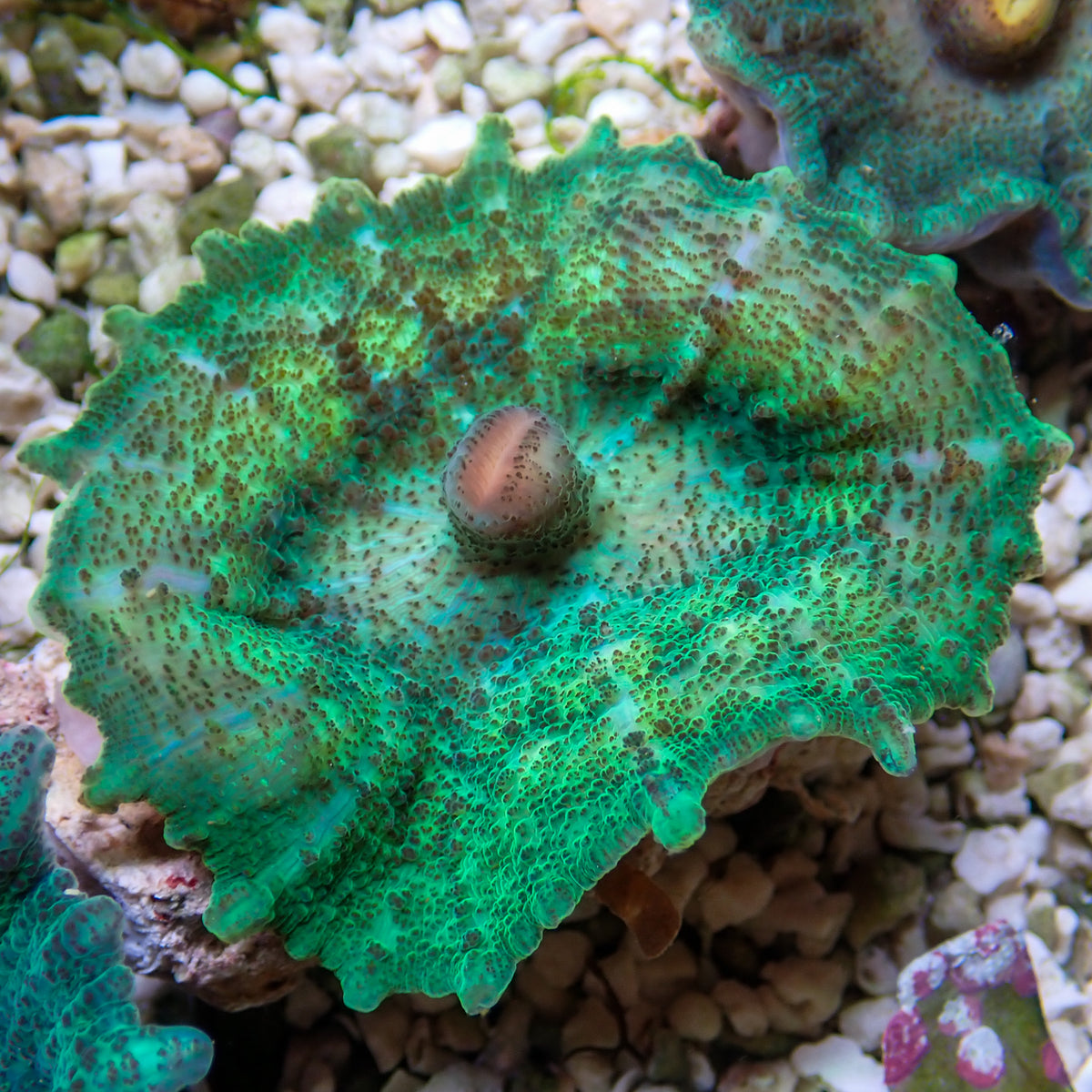 Emerald Green Neglectus Mushroom