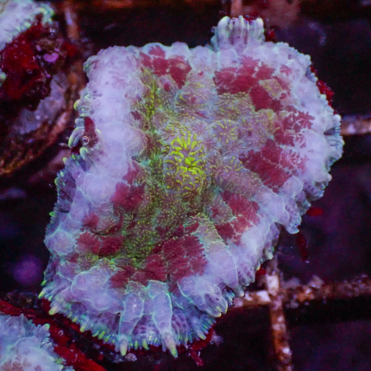Purple Berry Rhodactis Mushroom | Corals Anonymous