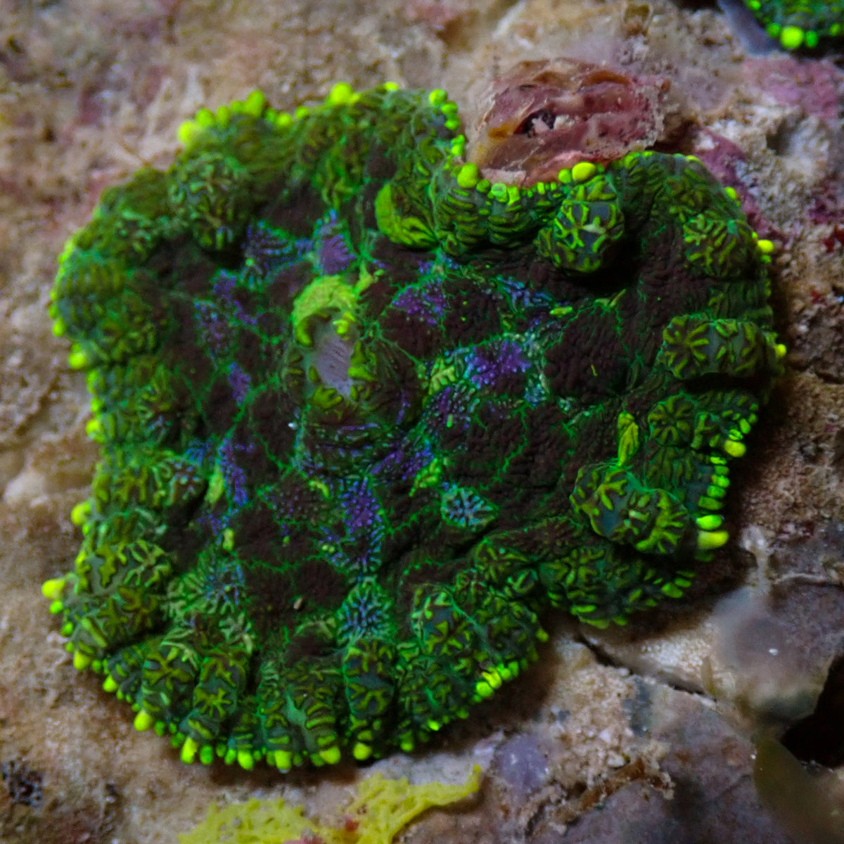 Forrest Camo Rhodactis Mushroom