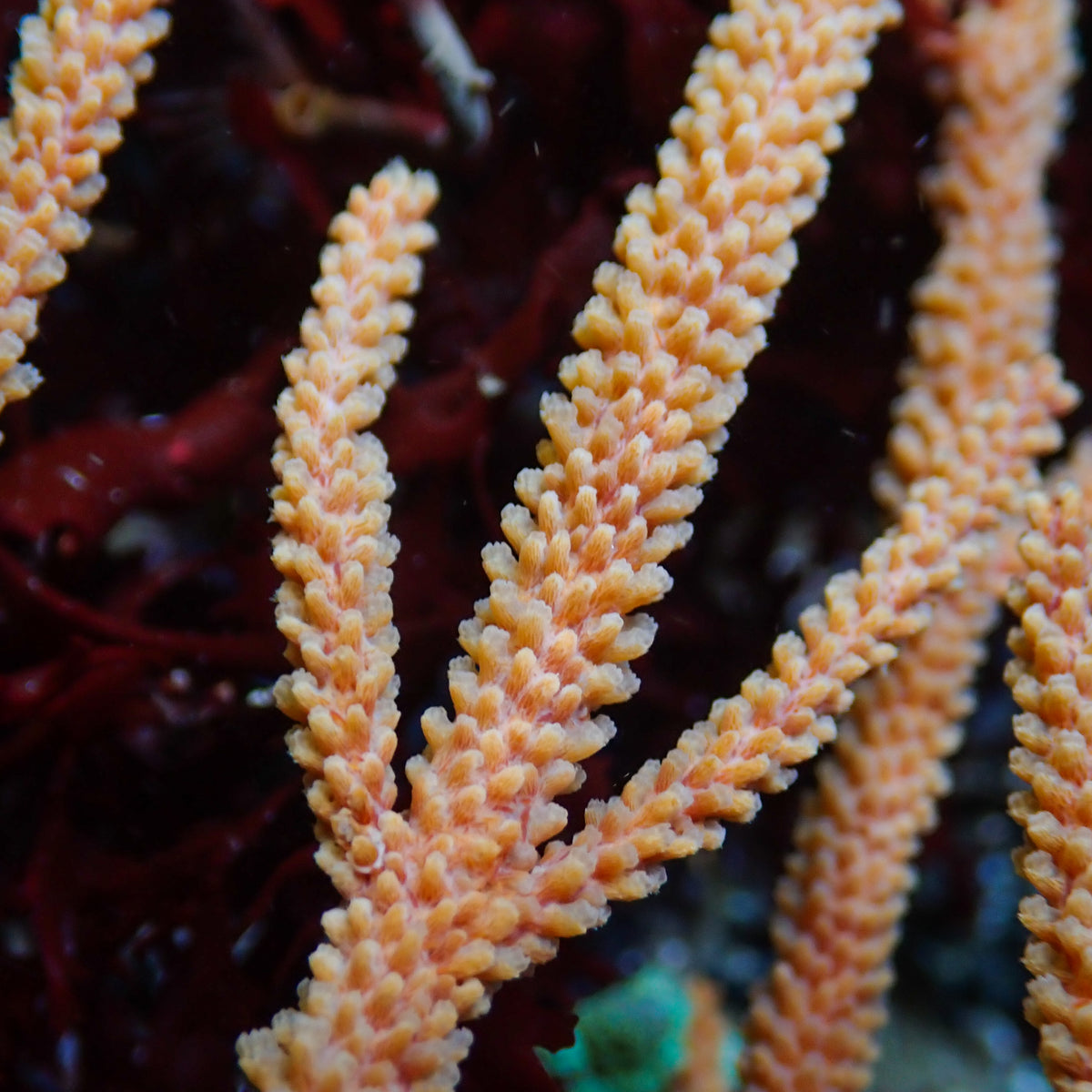Spiny Orange Gorgonian | Corals Anonymous