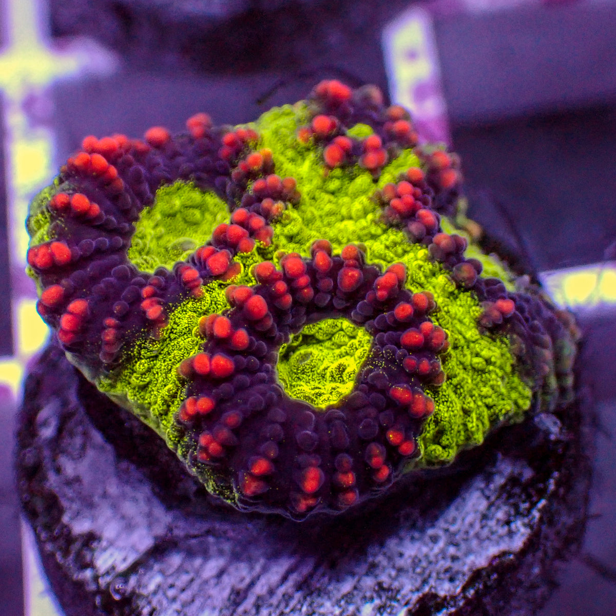 Red Striped UFO Favia (1” frag) | Corals Anonymous