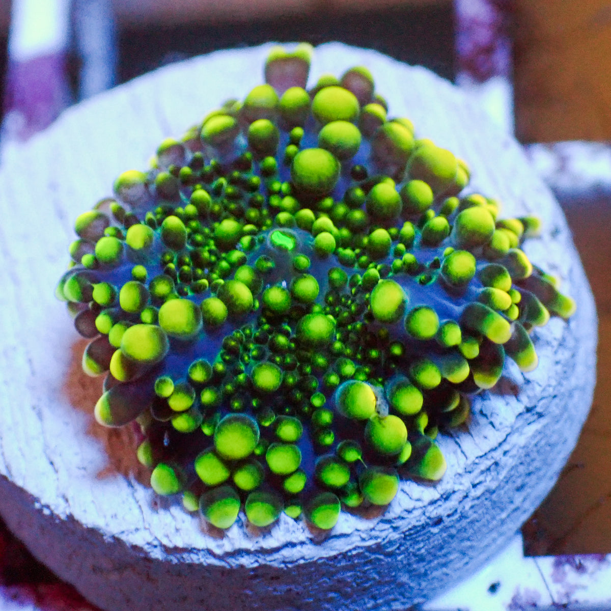 WYSIWYG Radioactive Blue Void Yuma Mushroom | Corals Anonymous