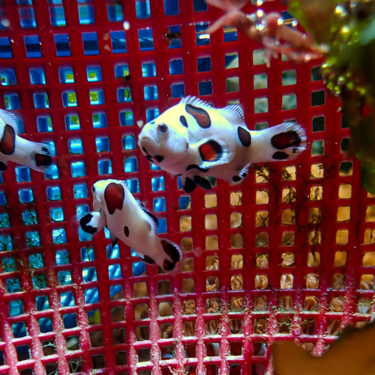 Super Storm Clownfish (Aquacultured)