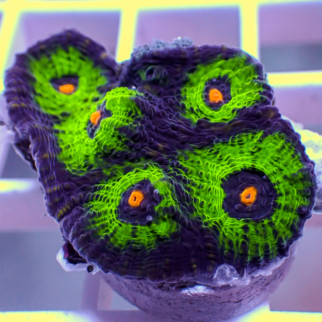 New Arrivals! | Corals Anonymous