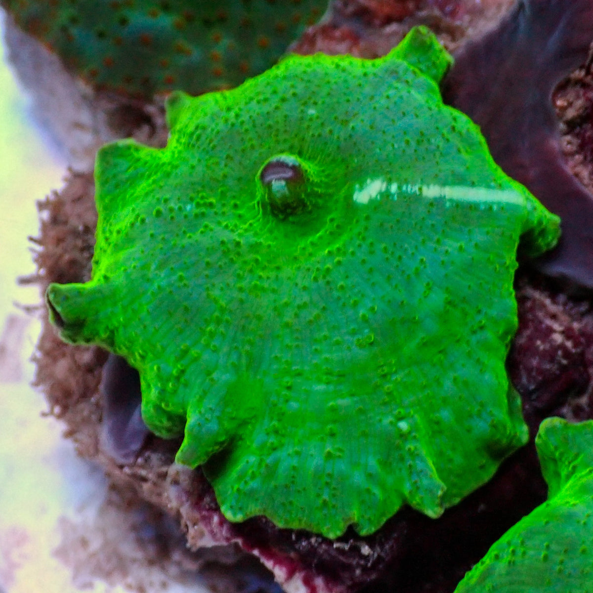 Bright Green Discosoma Mushroom | Corals Anonymous