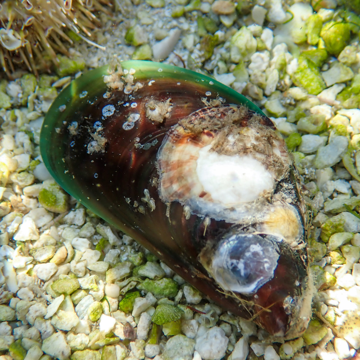 Green Lipped Mussel (2-3") | Corals Anonymous