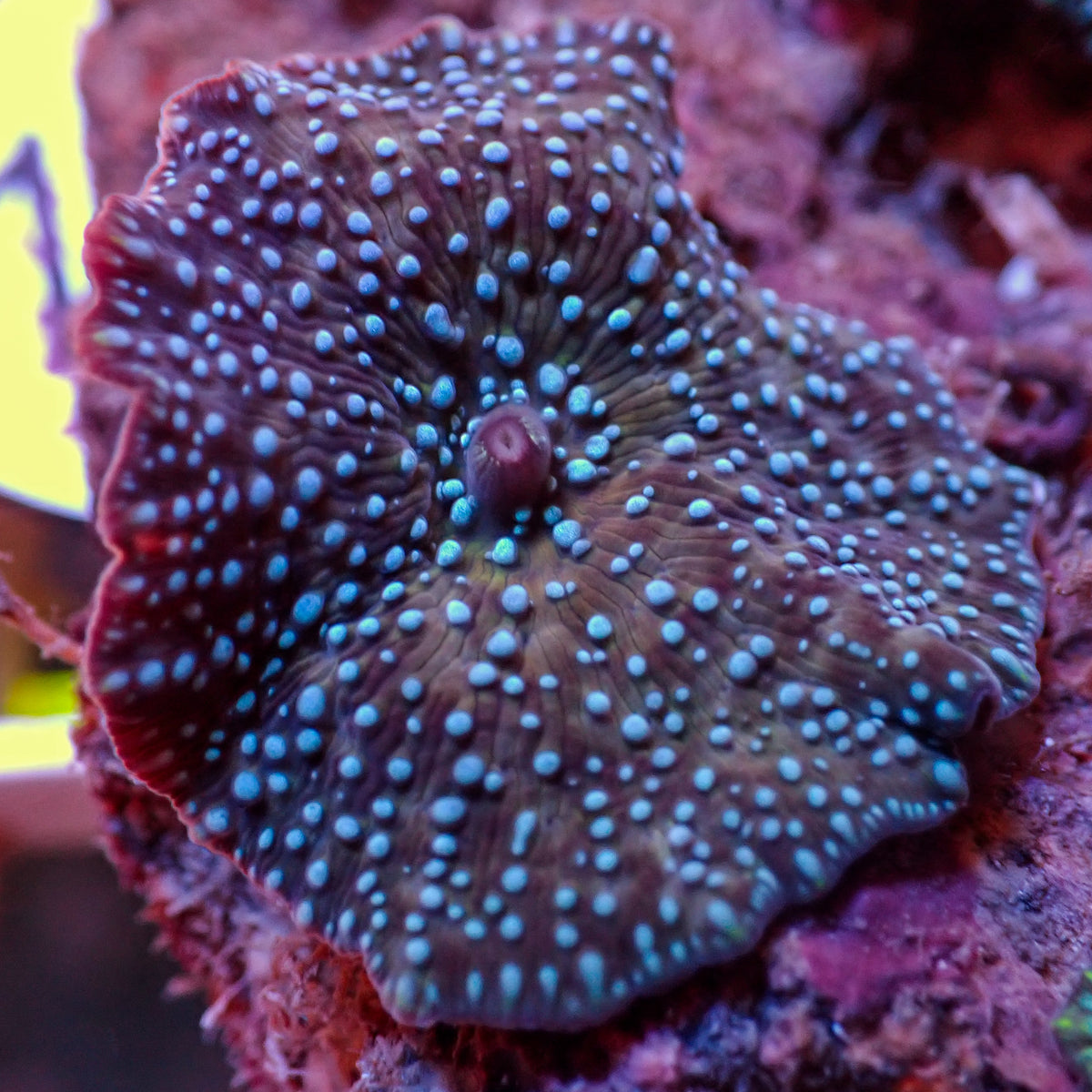 Teal Spotted Purple Discosoma Mushroom