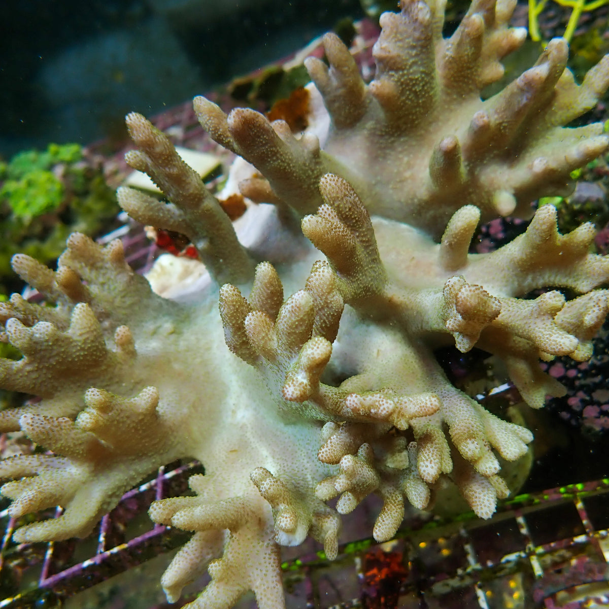 Branching Leather Toadstool Sinularia