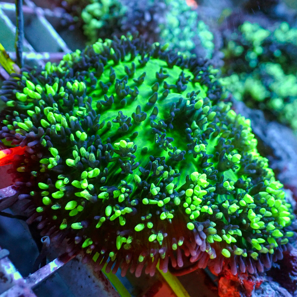 Ultra Aussie Nuclear Green Magic Carpet Mushroom | Corals Anonymous
