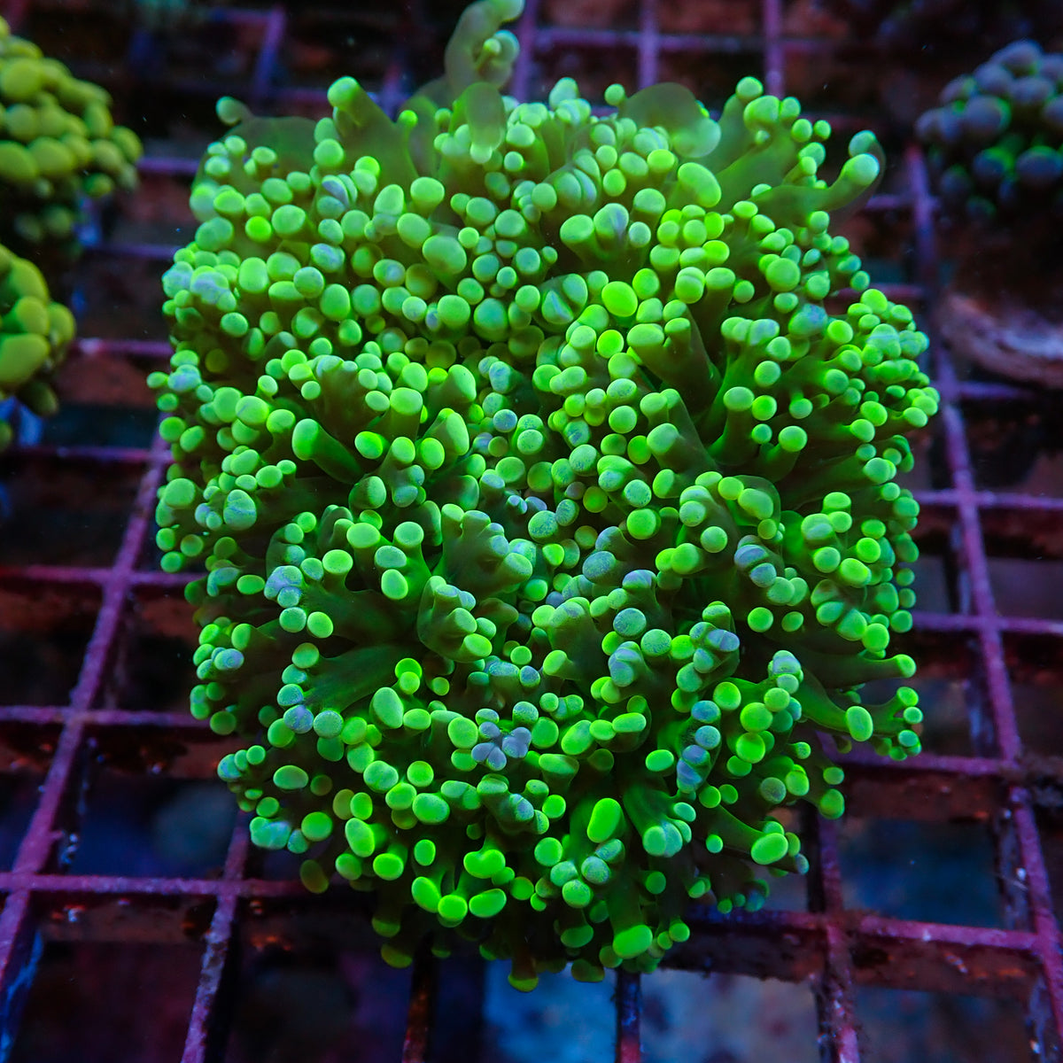WYSIWYG Neon Green Wall Frogspawn (2-3") | Corals Anonymous