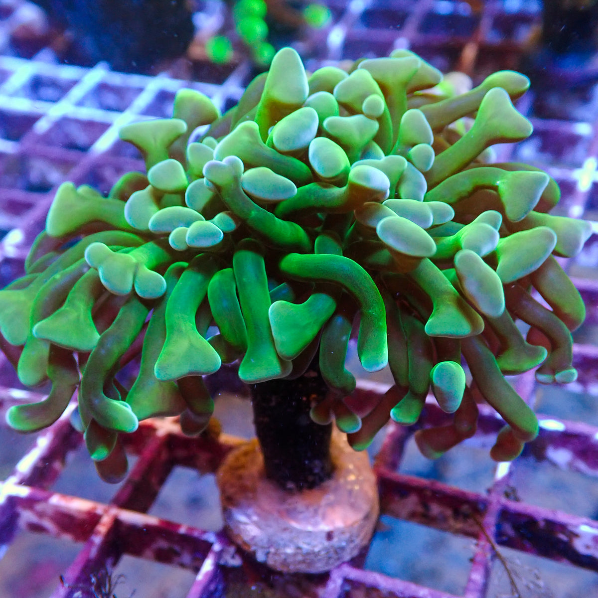 Multicolor Green Branching Hammer