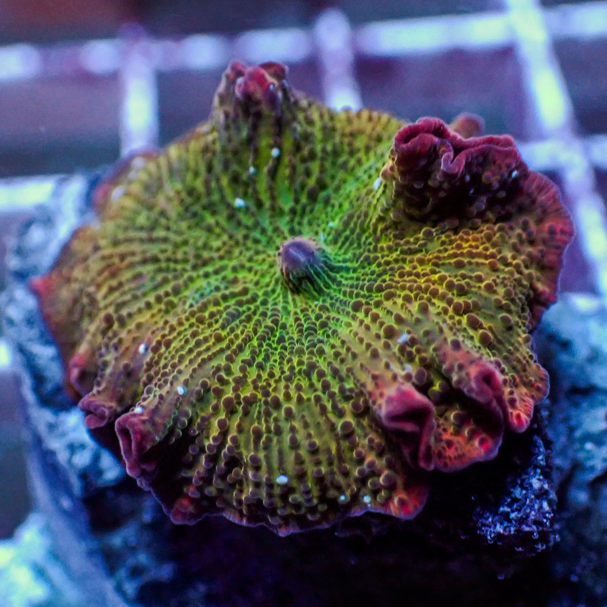 WYSIWYG Bifrost Rainbow Rhodactis Mushroom (Rare) | Corals Anonymous