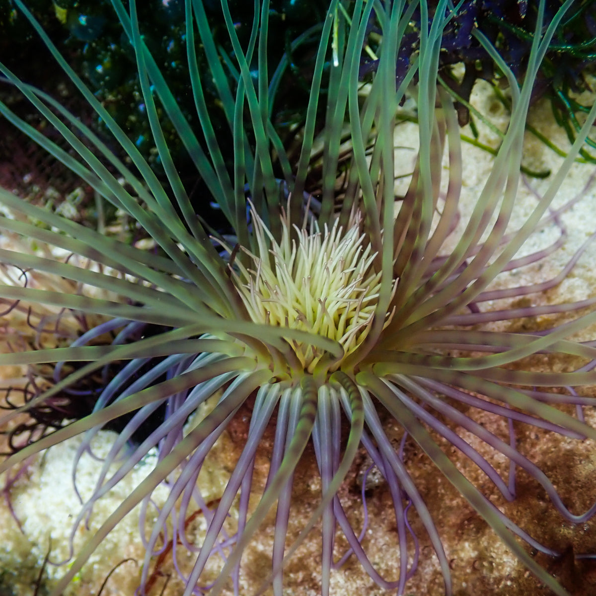 WYSIWYG Nuclear Purple Tube Anemone | Corals Anonymous
