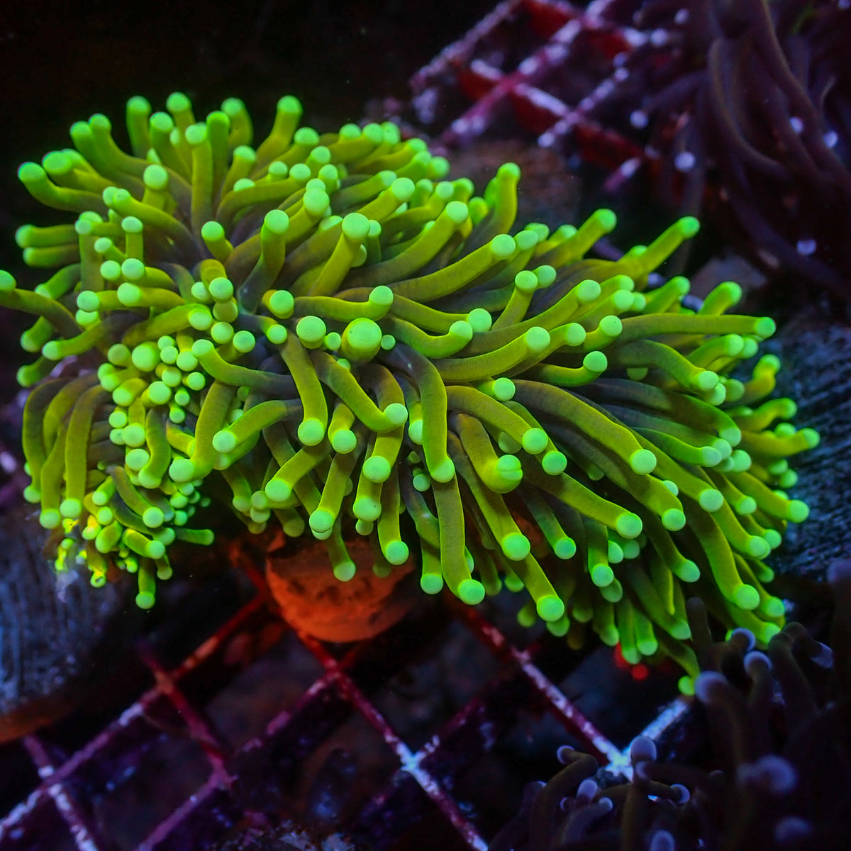 WYSIWYG Inferno HellFire Indo Gold Torch Wall Colony (2 Polyps ...