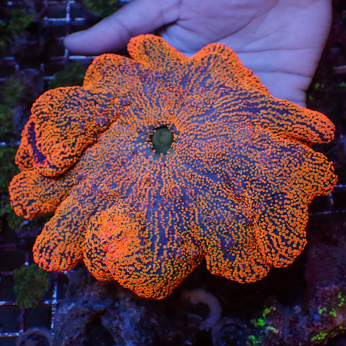 WYSIWYG Ultra Orange Sunkist Rainbow Haddoni Carpet Anemone (Rare, 7-9 ...