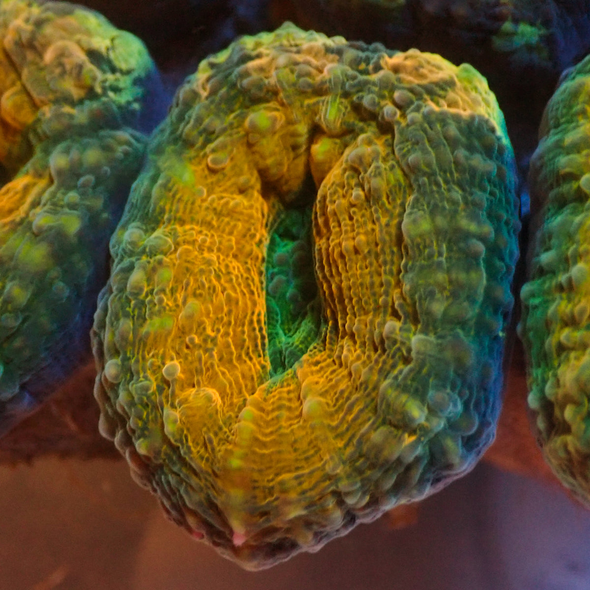 Irish Gold Lobophyllia | Corals Anonymous