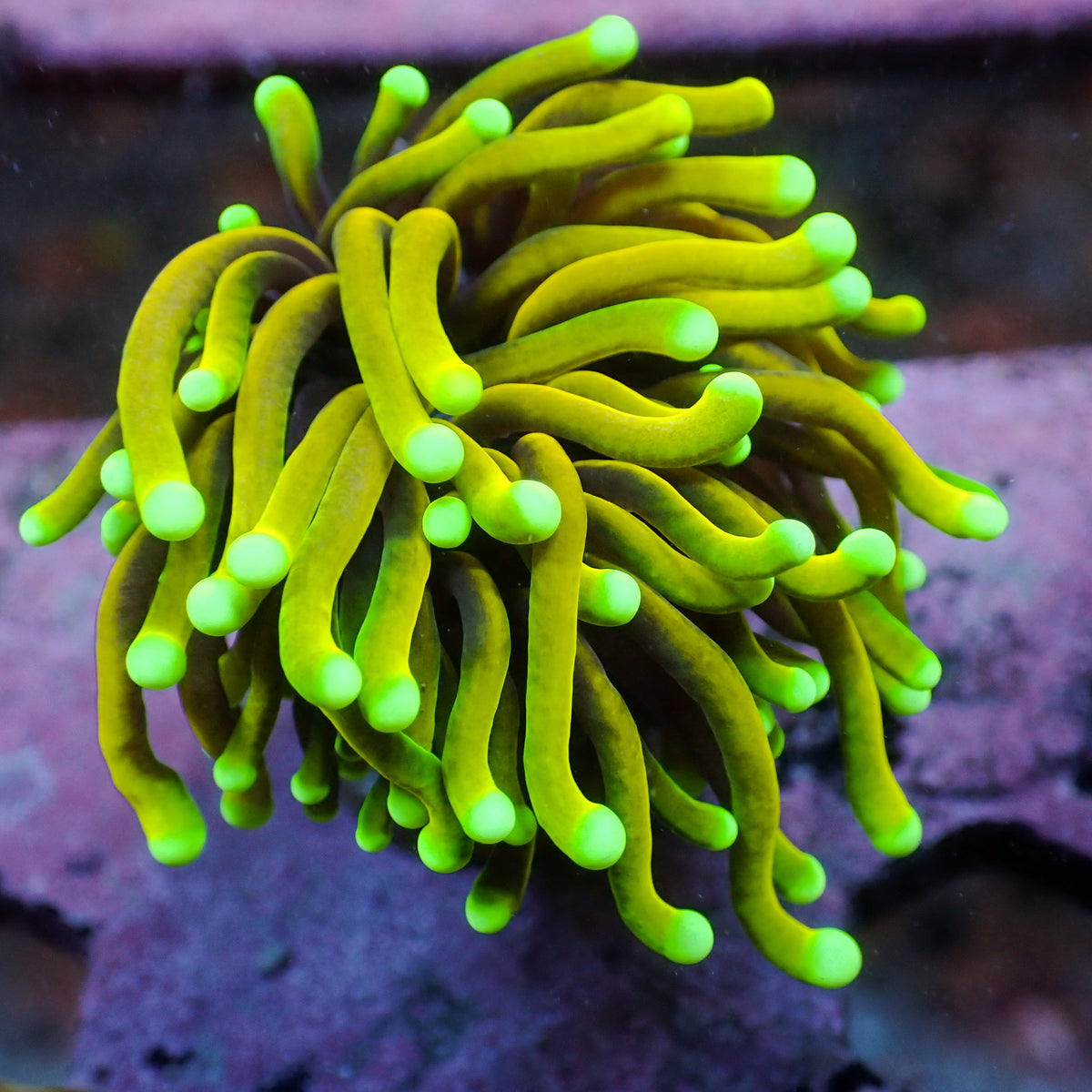 WYSIWYG Inferno Hellfire Indo Gold Torch (1 Polyp) | Corals Anonymous