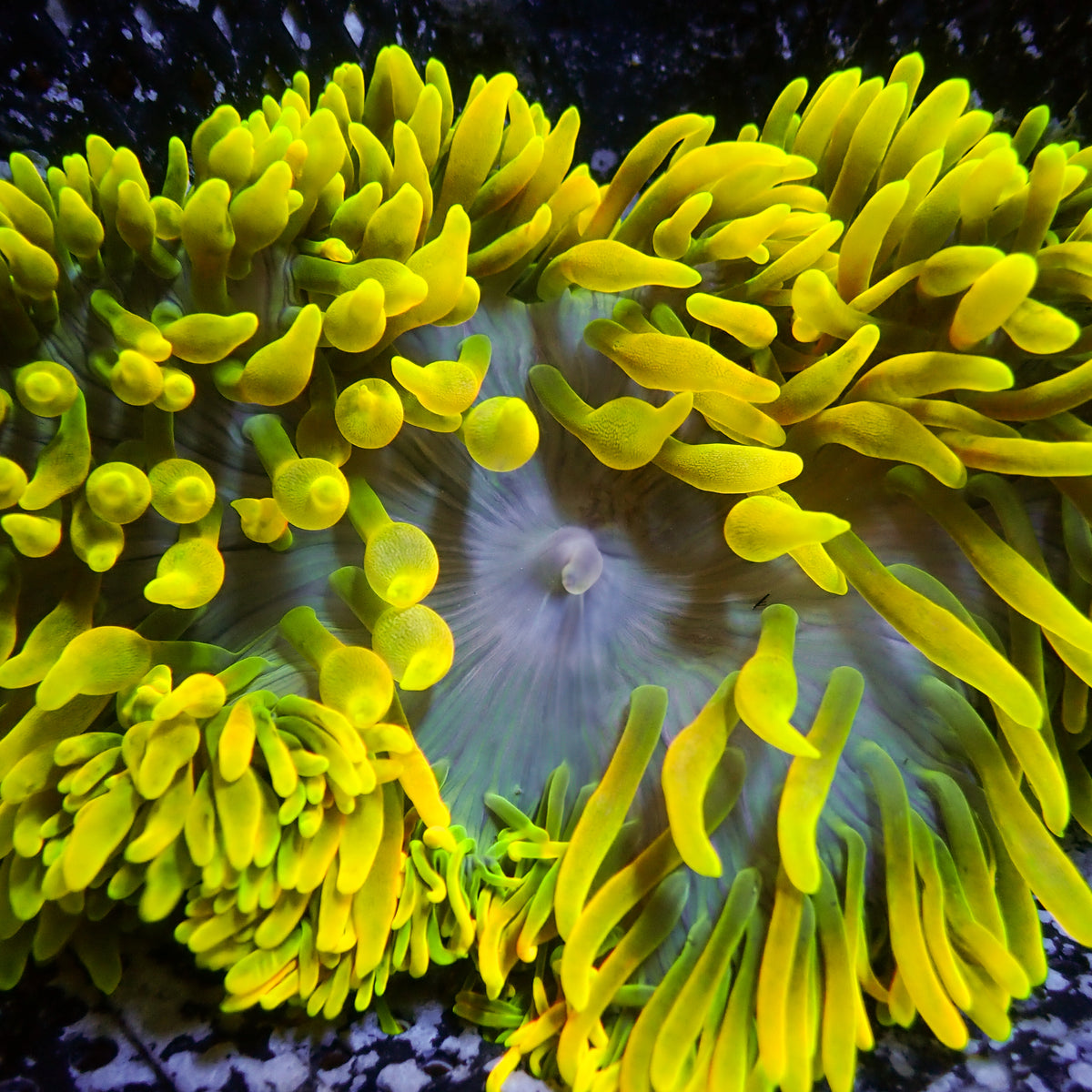 WYSIWYG Yellow Sunburst Bubble Tip Anemone (Rare, 5-7") | Corals Anonymous