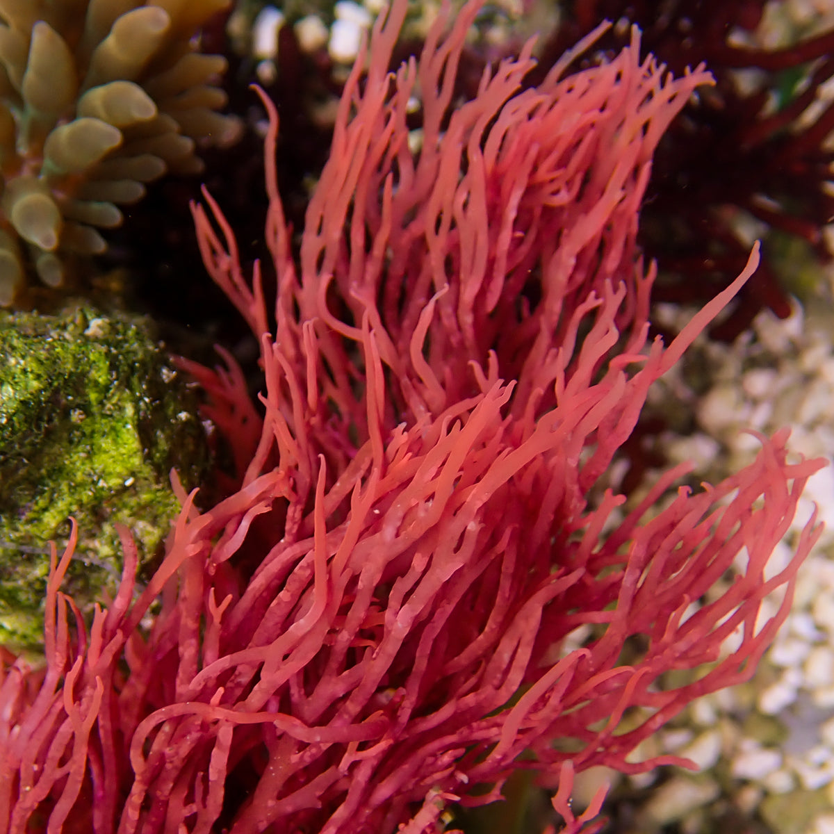 Phoenix Flame Macroalgae (Rare)